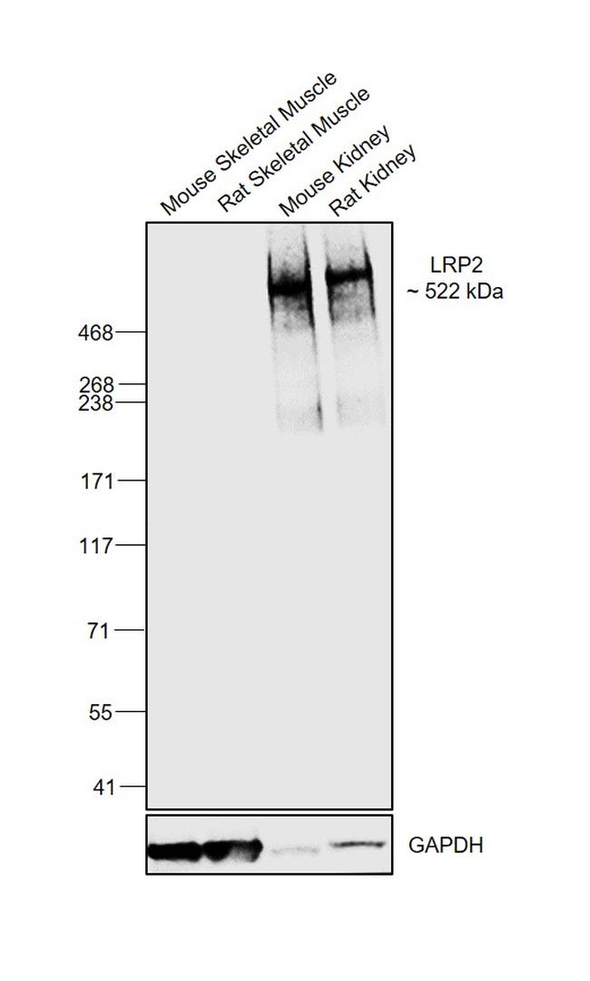 LRP2 Polyclonal Antibody (PA5-67900)