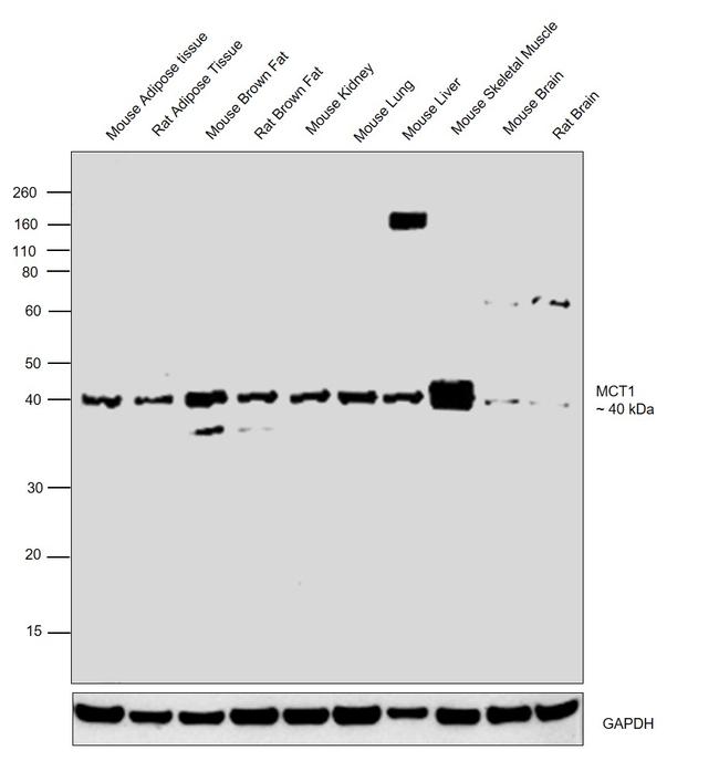 MCT1 Antibody (PA5-72957)
