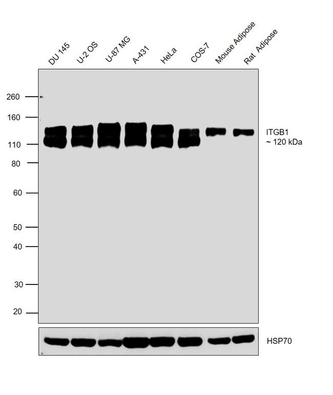 ITGB1 Polyclonal Antibody (PA5-78028)