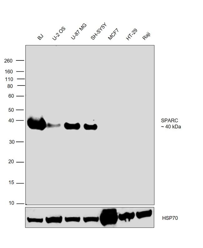 SPARC Polyclonal Antibody (PA5-78178)