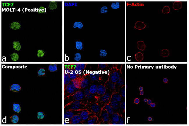 TCF7 Antibody (PA5-78191)