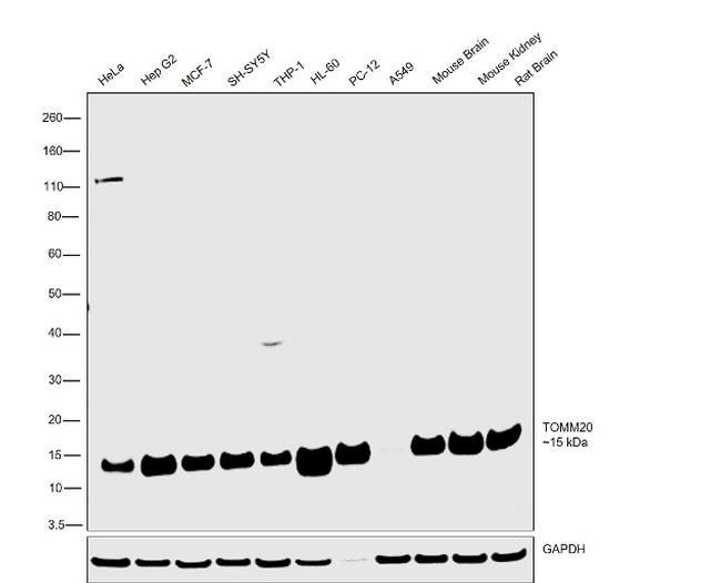 TOMM20 Polyclonal Antibody (PA5-78300)