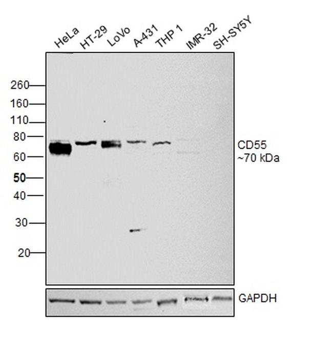 CD55 Polyclonal Antibody (PA5-78991)