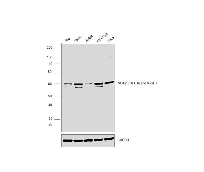 NOX2 Polyclonal Antibody (PA5-79118)
