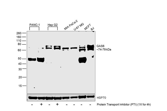 GAS6 Polyclonal Antibody (PA5-79300)