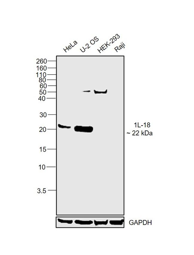 IL-18 Polyclonal Antibody (PA5-79479)