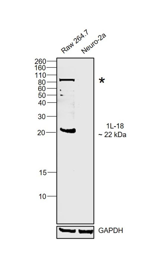 IL-18 Antibody (PA5-79481)
