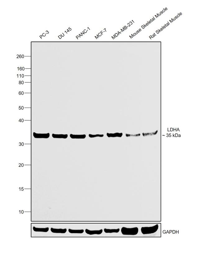 LDHA Antibody (PA5-79593)