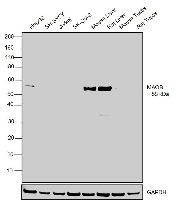 MAOB Antibody (PA5-79624)