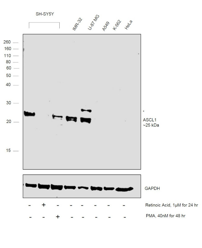 ASCL1 Antibody (PA5-86633)
