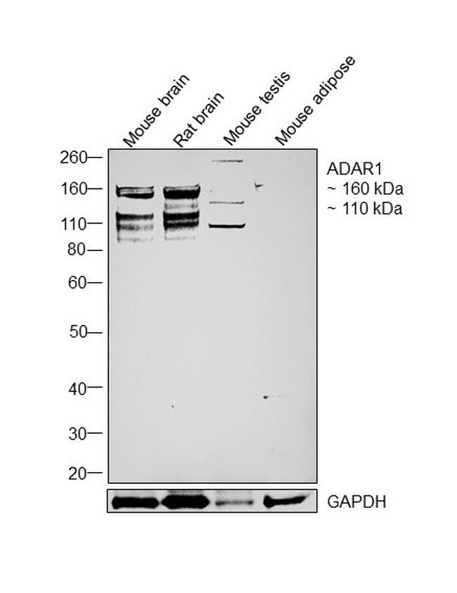 ADAR Polyclonal Antibody (PA5-96839)