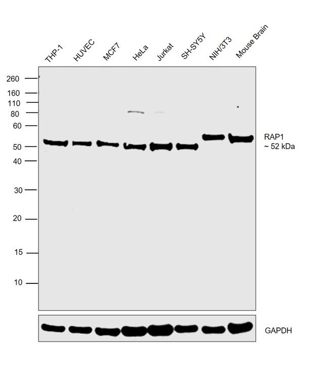 RAP1 Antibody (PA5-96886)