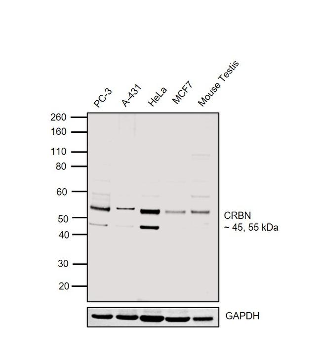 CRBN Antibody (PA5-98707)