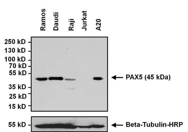 PAX5 Antibody (PA1-109)