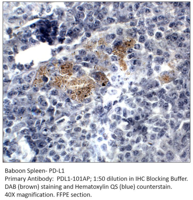 PD-L1 Polyclonal Antibody (PDL1-101AP)
