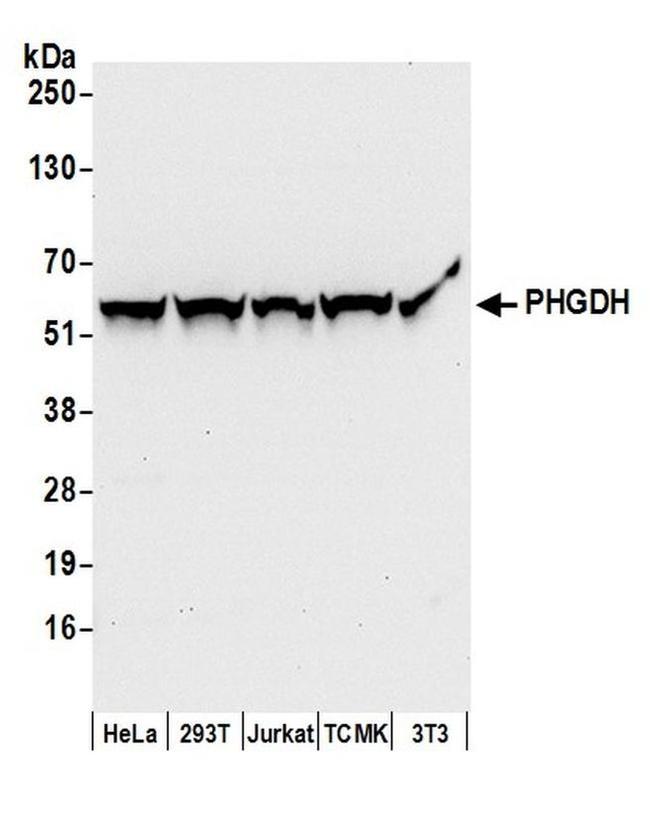 PHGDH Polyclonal Antibody (A304-732A-T)