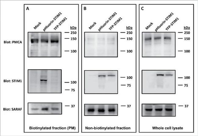 PMCA ATPase Antibody (MA3-914)