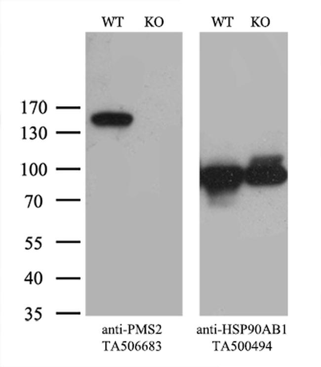 PMS2 Antibody (CF506683)