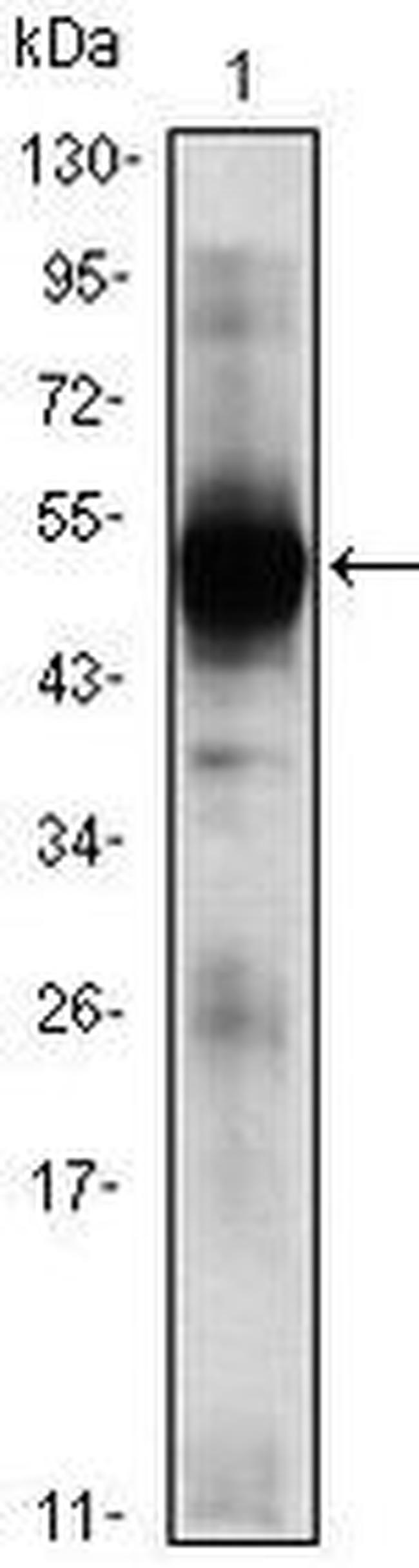RAG2 Monoclonal Antibody (4D5) (MA5-15622)