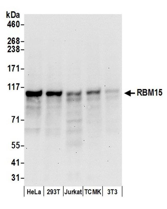 RBM15 Polyclonal Antibody (A300-821A)