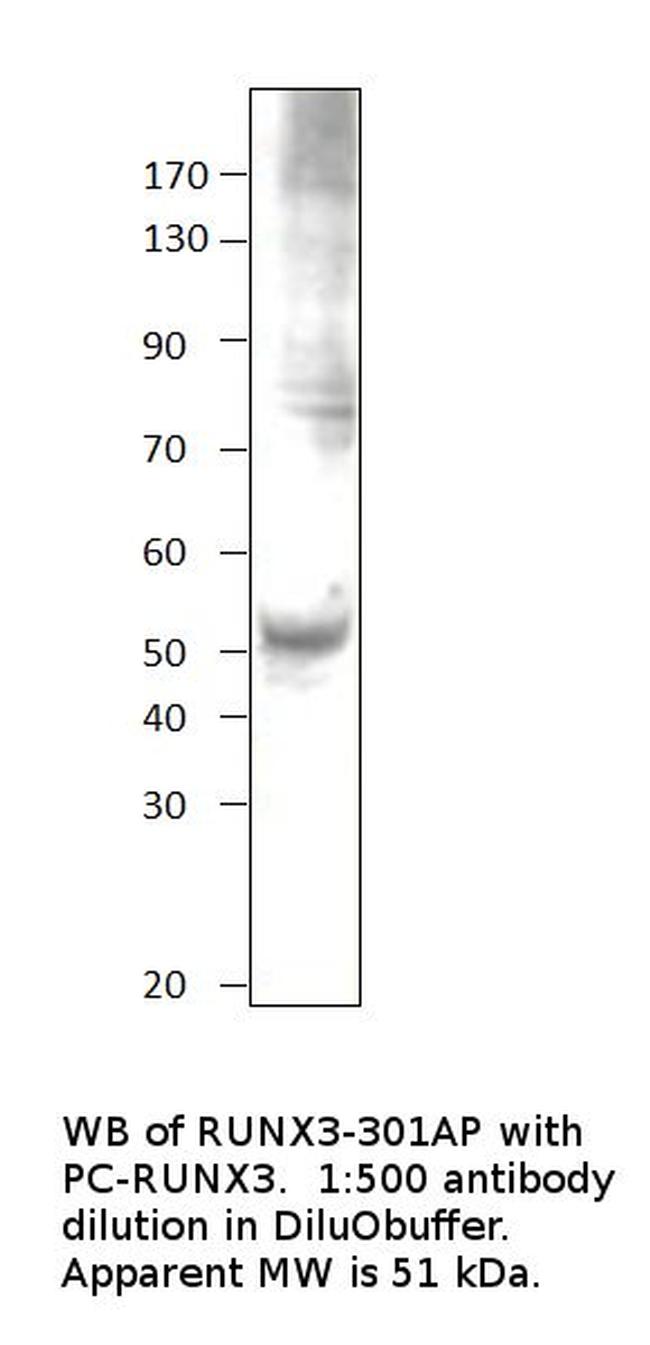 RUNX3 Polyclonal Antibody (RUNX3-301AP)