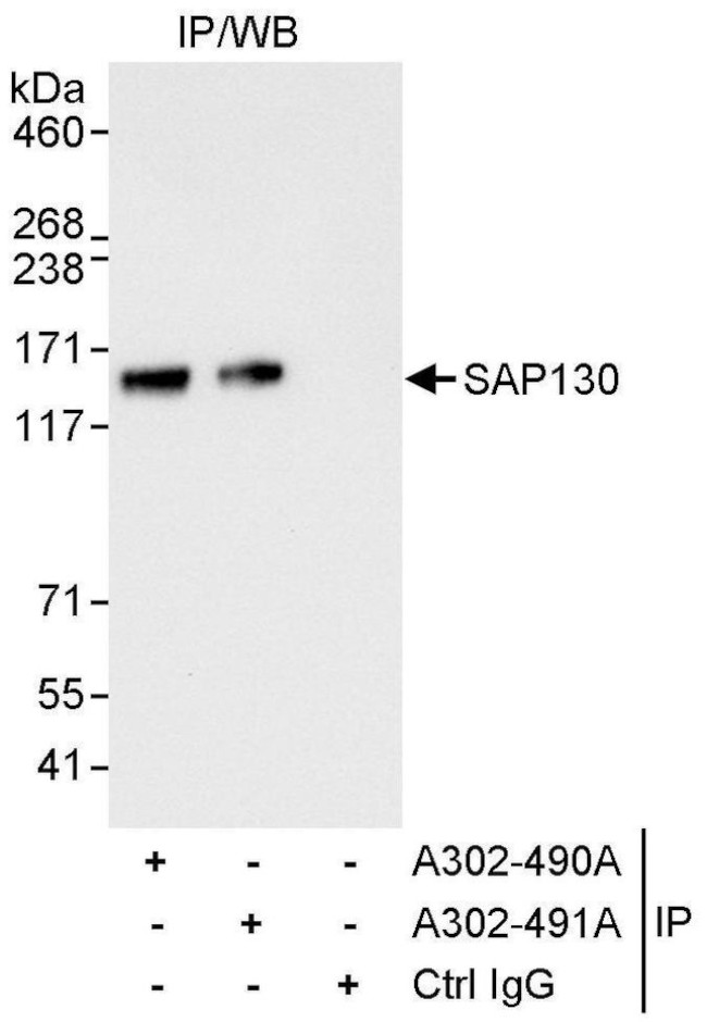SAP130 Polyclonal Antibody (A302-491A-T)