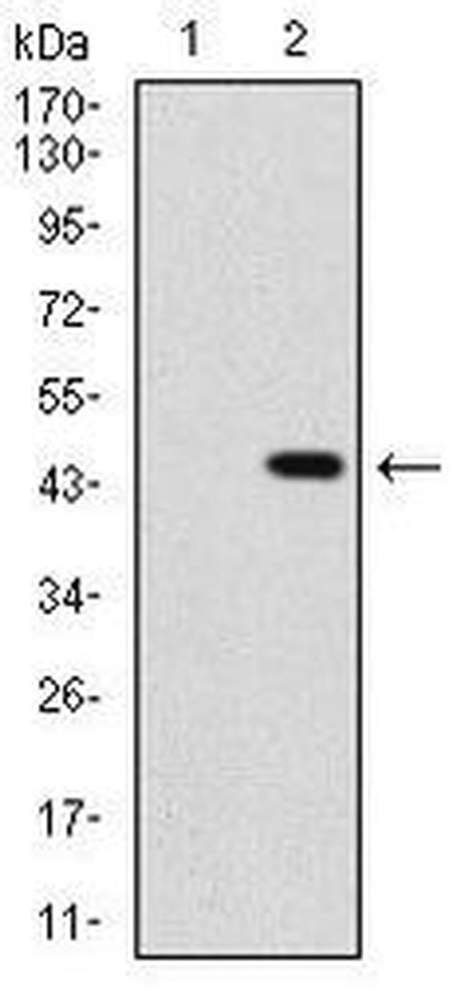 SHH Antibody (MA5-17173)