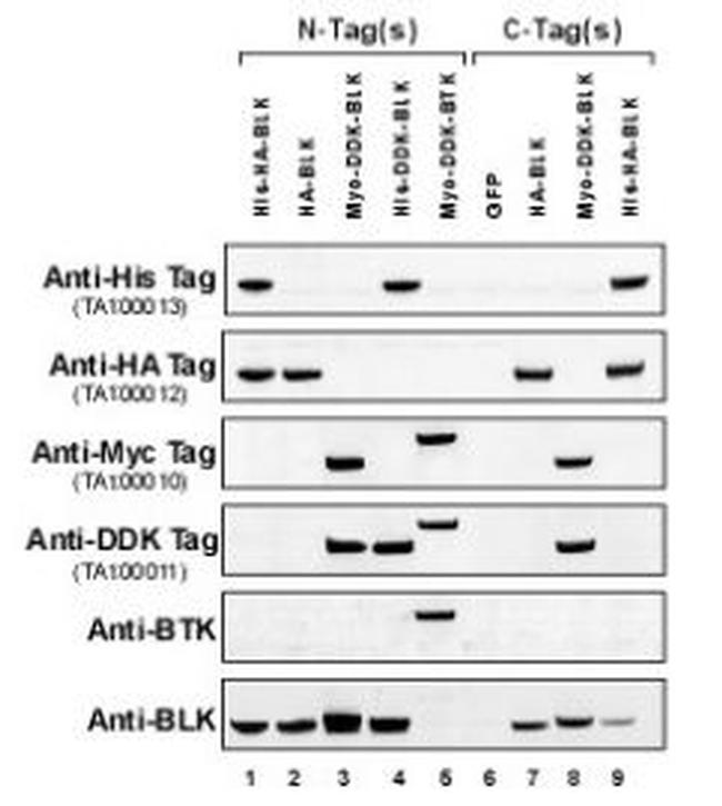 His Tag Monoclonal Antibody (HIS.H8) (TA100013)