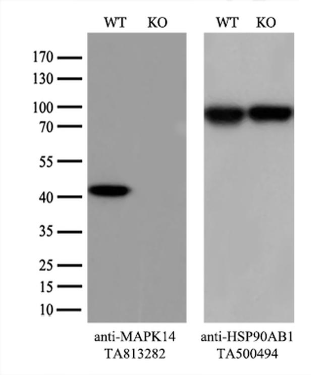 p38 (MAPK14) Monoclonal Antibody (OTI5A6) (TA813282)