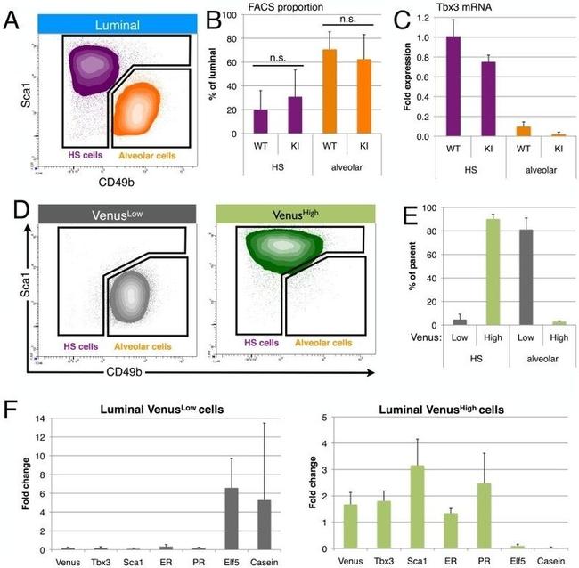 TBX3 Antibody (42-4800)