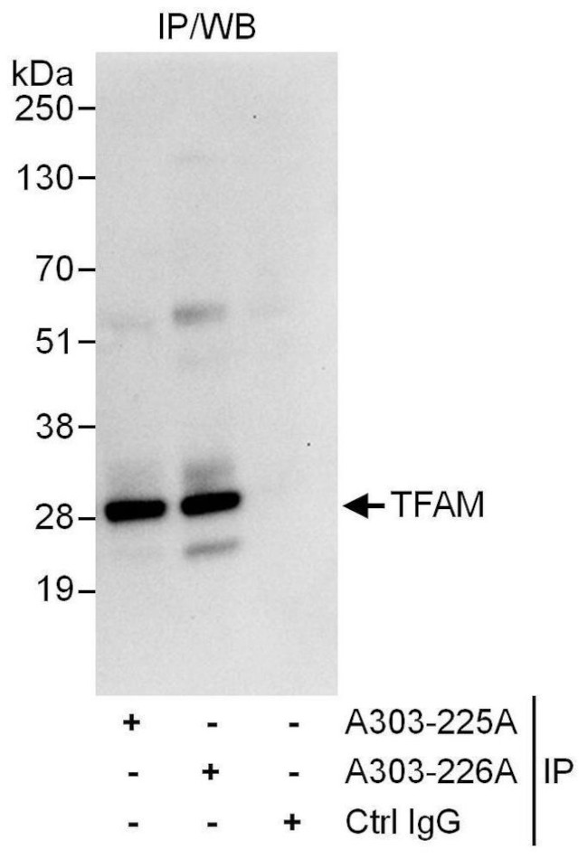 TFAM Antibody (A303-225A)