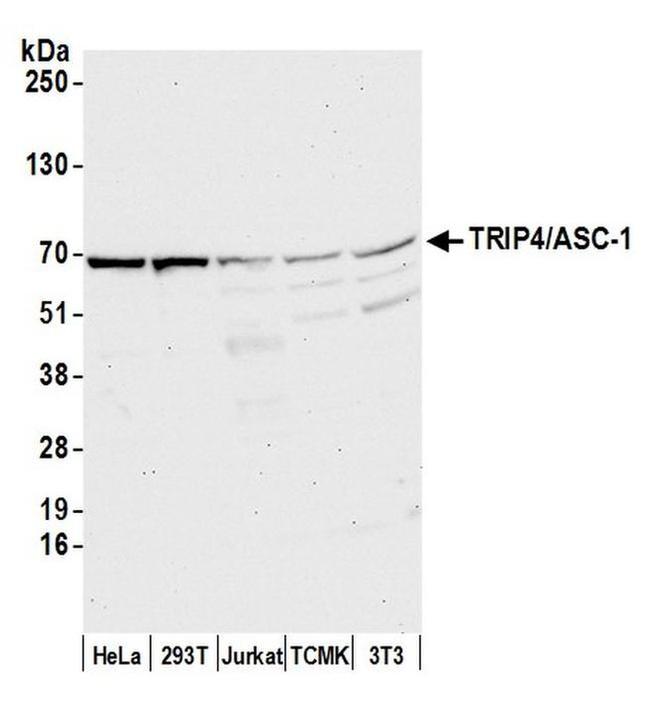 TRIP4/ASC-1 Antibody (A300-843A)