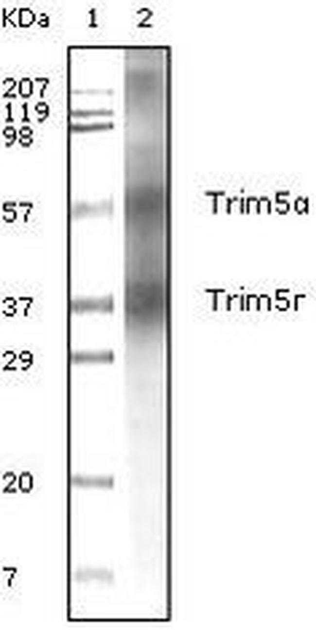 TRIM5 alpha Antibody (MA5-15232)
