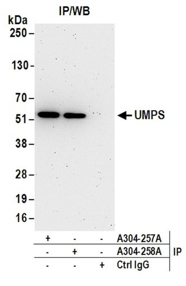 UMPS Polyclonal Antibody (A304-257A)