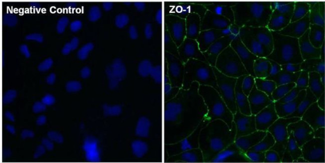 ZO-1 Antibody (33-9100)