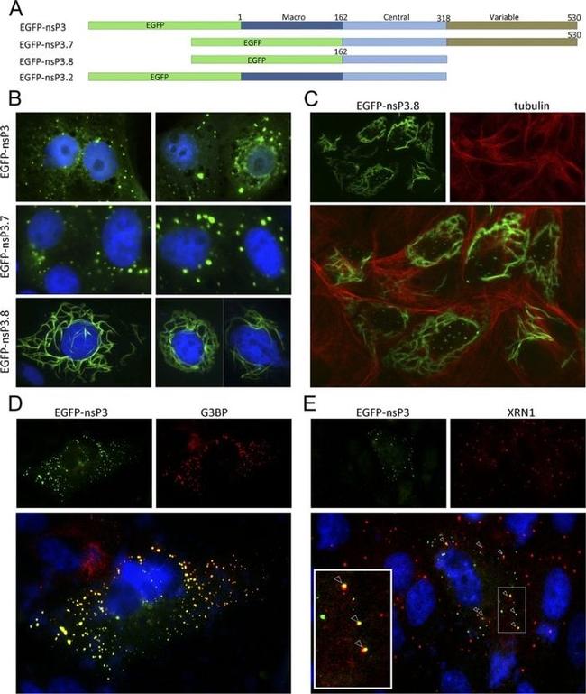 alpha Tubulin Antibody, Alexa Fluor™ 488 (53-4502-82)