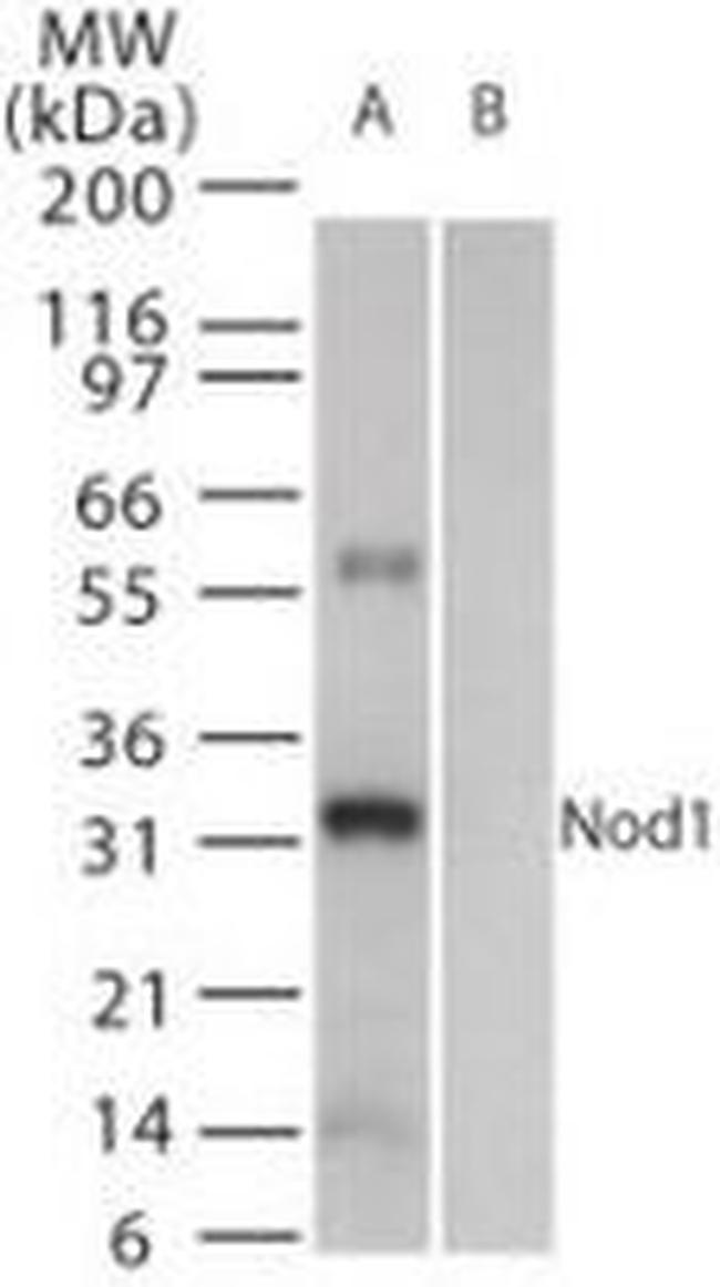 NOD1 Antibody (PA1-41036)