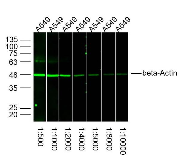beta-Actin Antibody (BS-0061R)