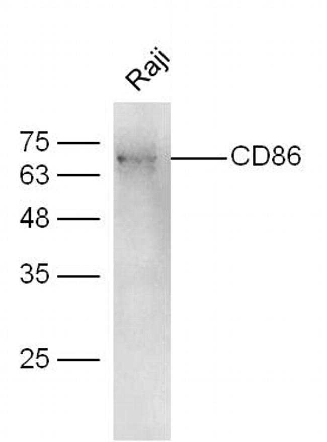 CD86 Antibody (BS-1035R)