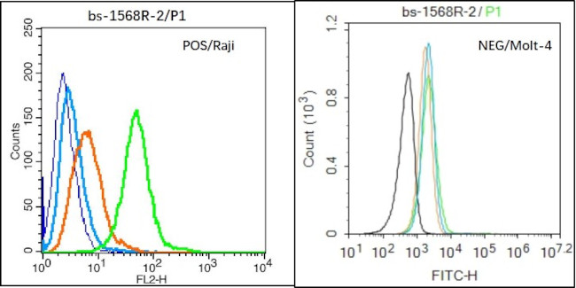 ENPP3/CD203c Antibody (BS-1568R)