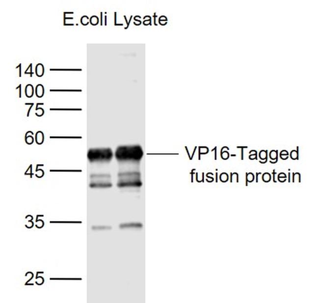 VP16 Tag Polyclonal Antibody (BS-2111R)