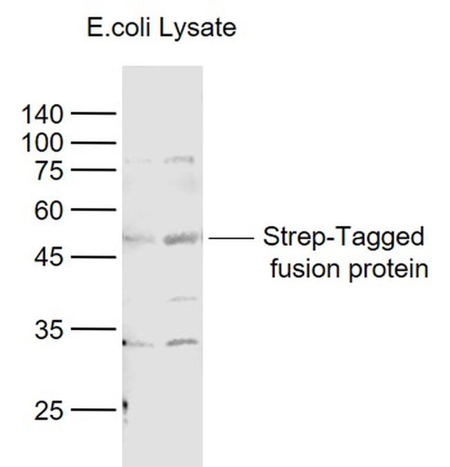 Strep-Tag II Monoclonal Antibody (Mix-mA) (BSM-33166M)