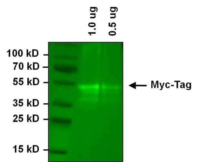 c-Myc Monoclonal Antibody (9E10), DyLight™ 488 (MA1-980-D488)