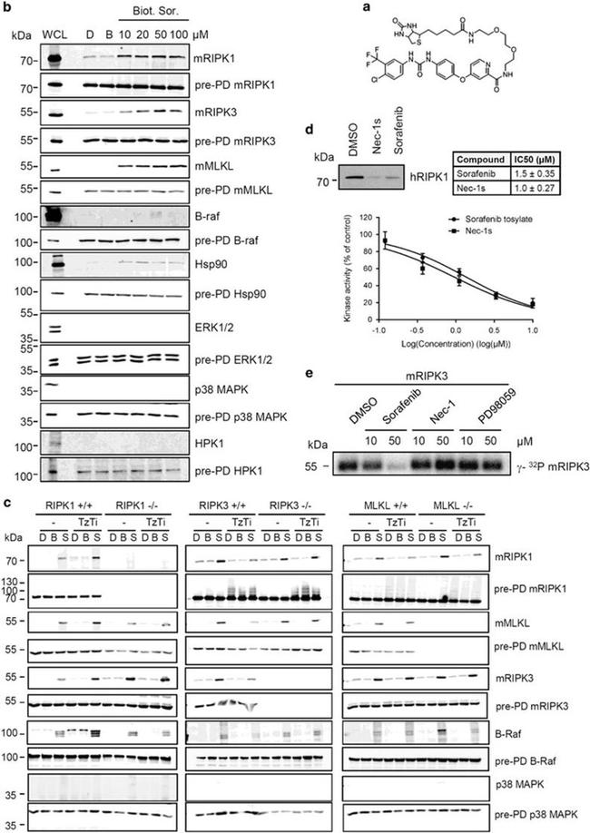 RIP3 Antibody (PA1-41533)
