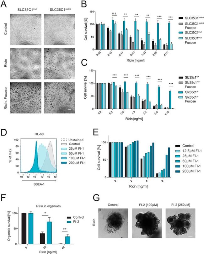 SSEA1 Antibody, PE (12-8813-42)