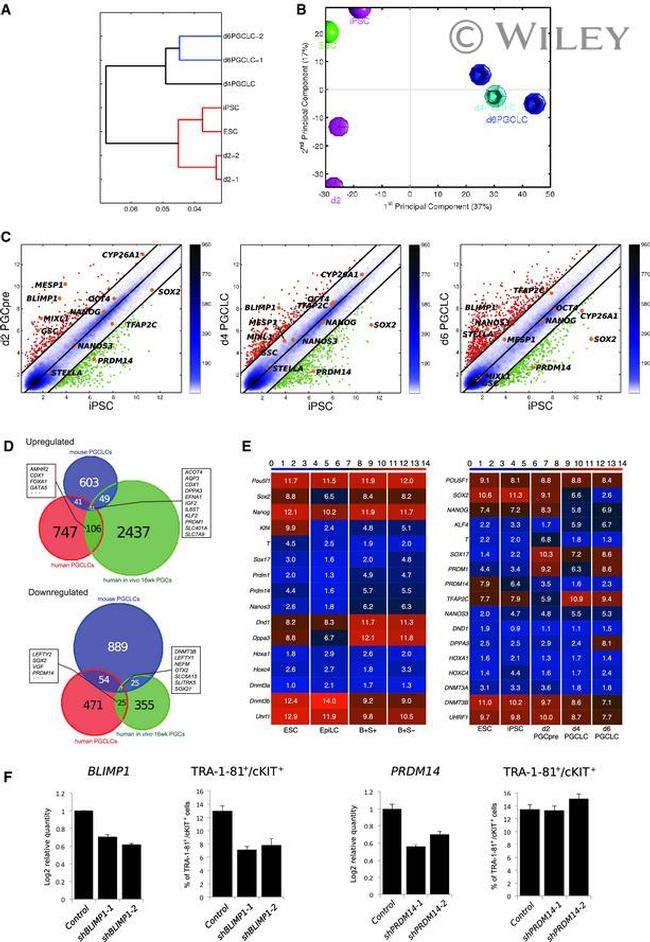 CD117 (c-Kit) Antibody, APC (17-1179-42)