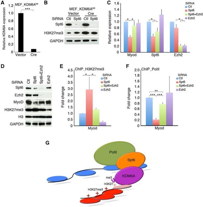 EZH2 Antibody (36-6300)