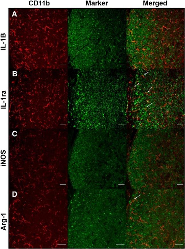 CD11b Antibody, Alexa Fluor™ 700 (56-0112-82)