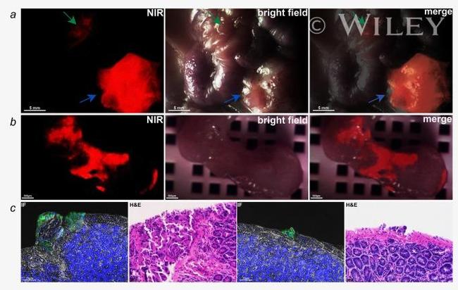 CD326 (EpCAM) Antibody, Biotin (13-9326-82)