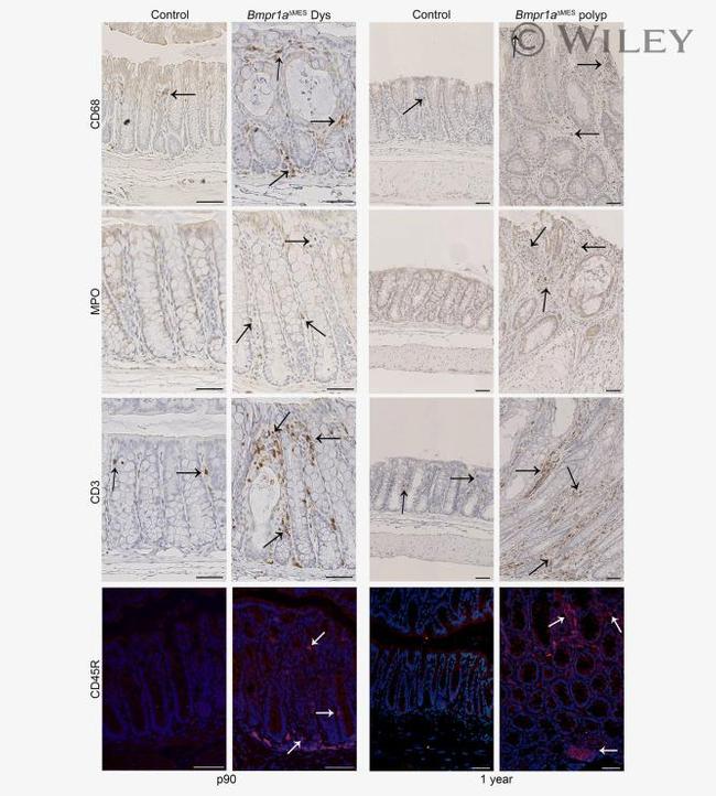 CD45R (B220) Antibody (14-0452-82)
